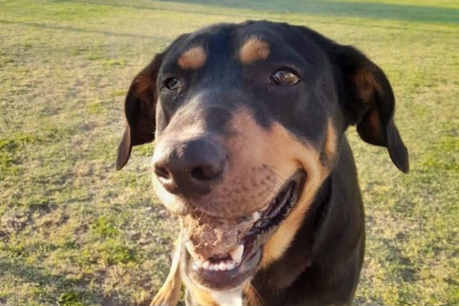 Batuque, un perro bueno y cariñoso que busca dejar la calle para ...